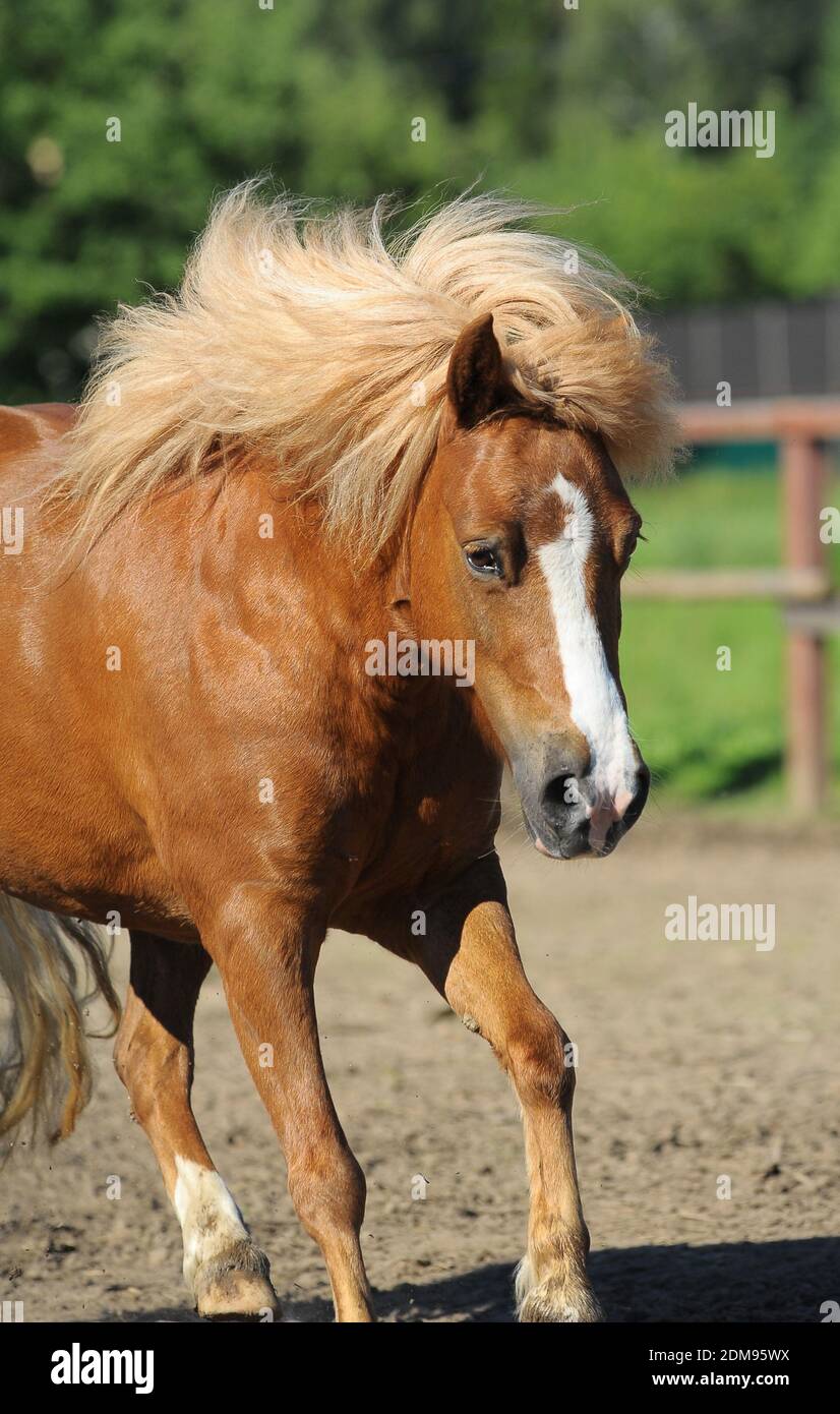 Shetland pony mane hi-res stock photography and images - Alamy