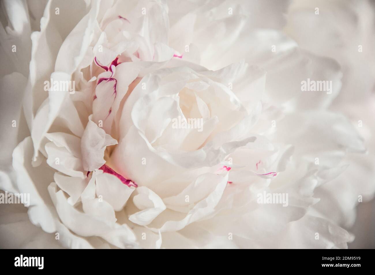 Peony bud with opened petals Stock Photo - Alamy