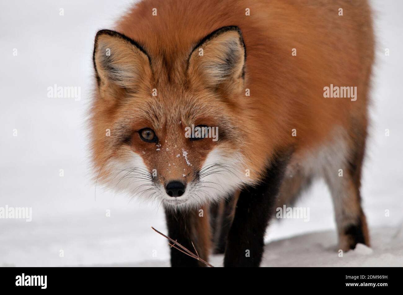 Red fox head shot close-up profile front view looking at camera in the ...