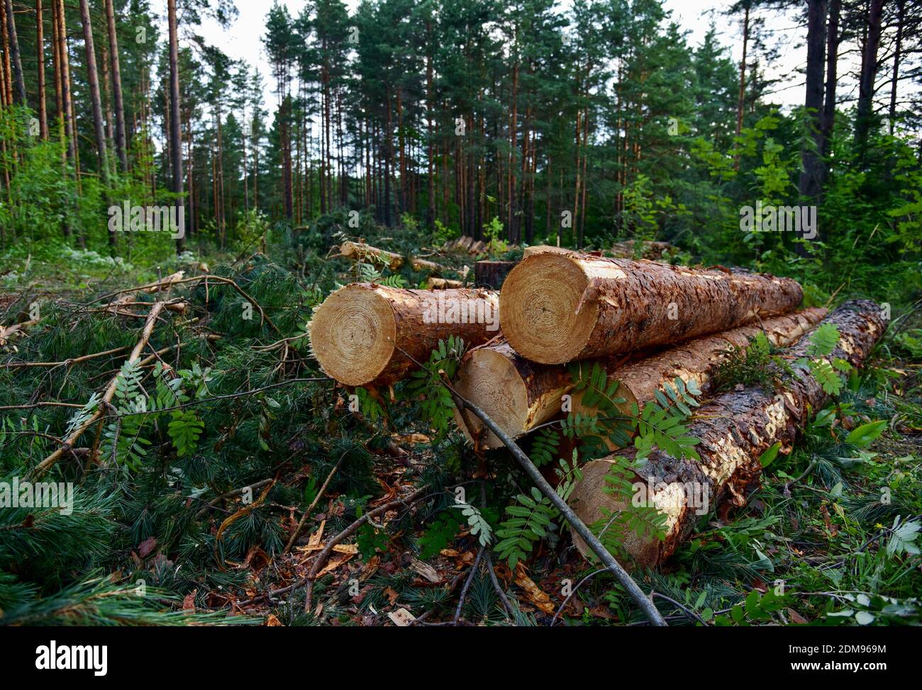 Piled pine tree logs in forest. Stacks of cut wood. Wood logs, timber ...