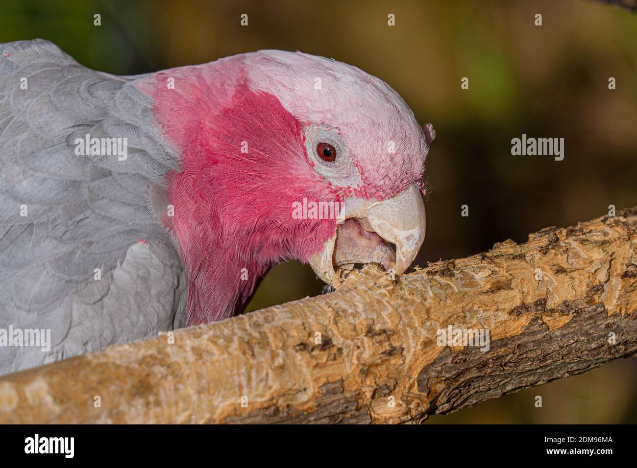 Galah Isolated White High Resolution Stock Photography and Images - Alamy