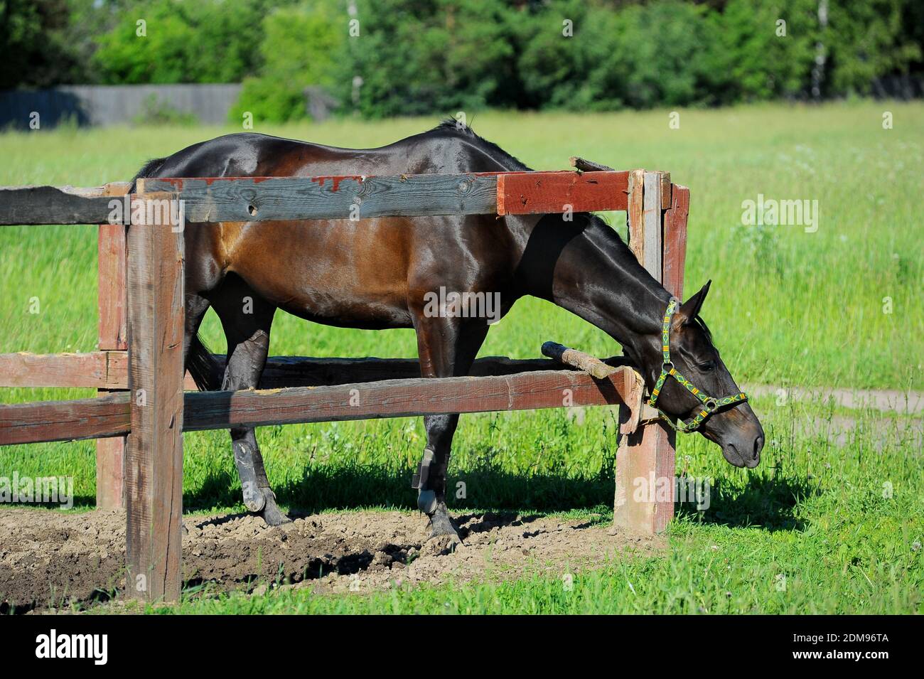 horse in paddock Stock Photo - Alamy