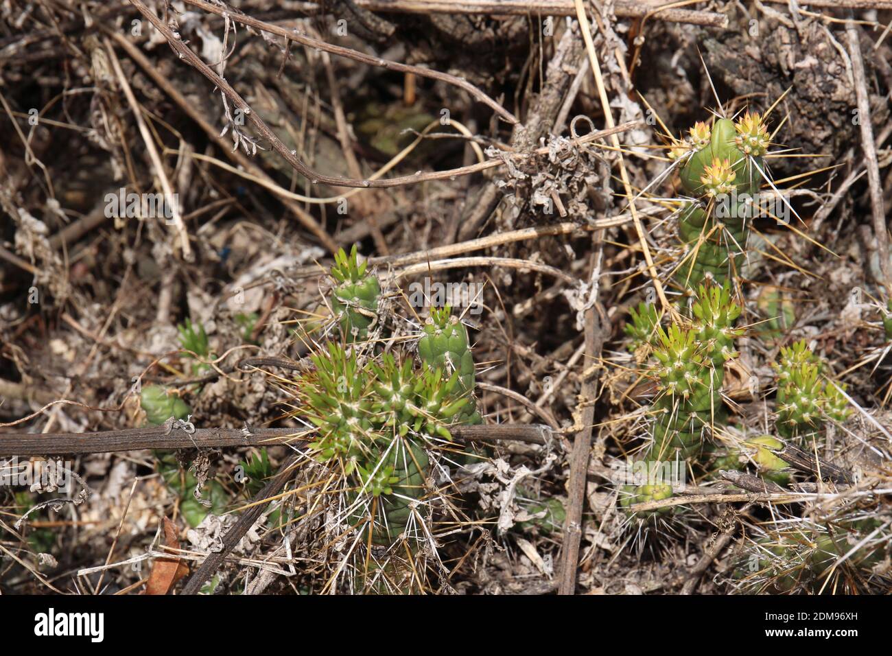 Cylindrical cacti with long white and brown spikes growing up through ...