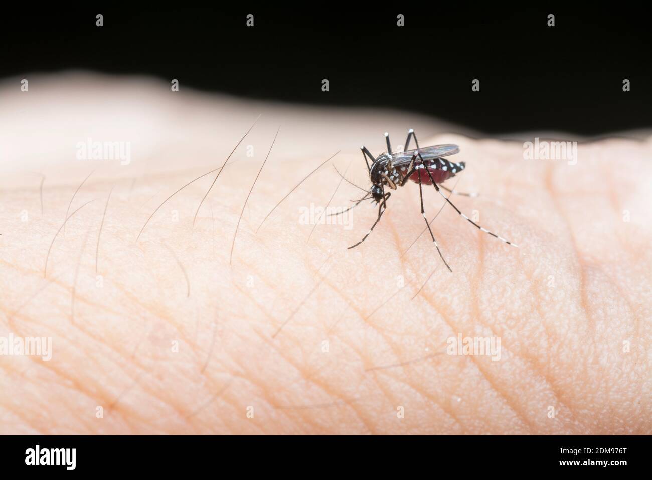 Mosquito bite animal hi-res stock photography and images - Alamy
