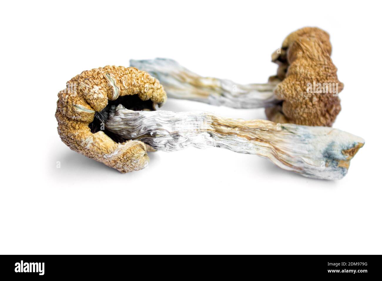 Dried psilocybin mushrooms Cut Out Stock Images & Pictures - Alamy