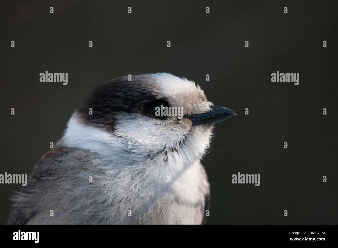Grey jay bird head shot hi-res stock photography and images - Alamy