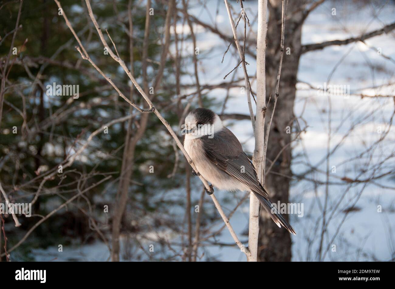 Grey jay picture book cover hi-res stock photography and images - Alamy