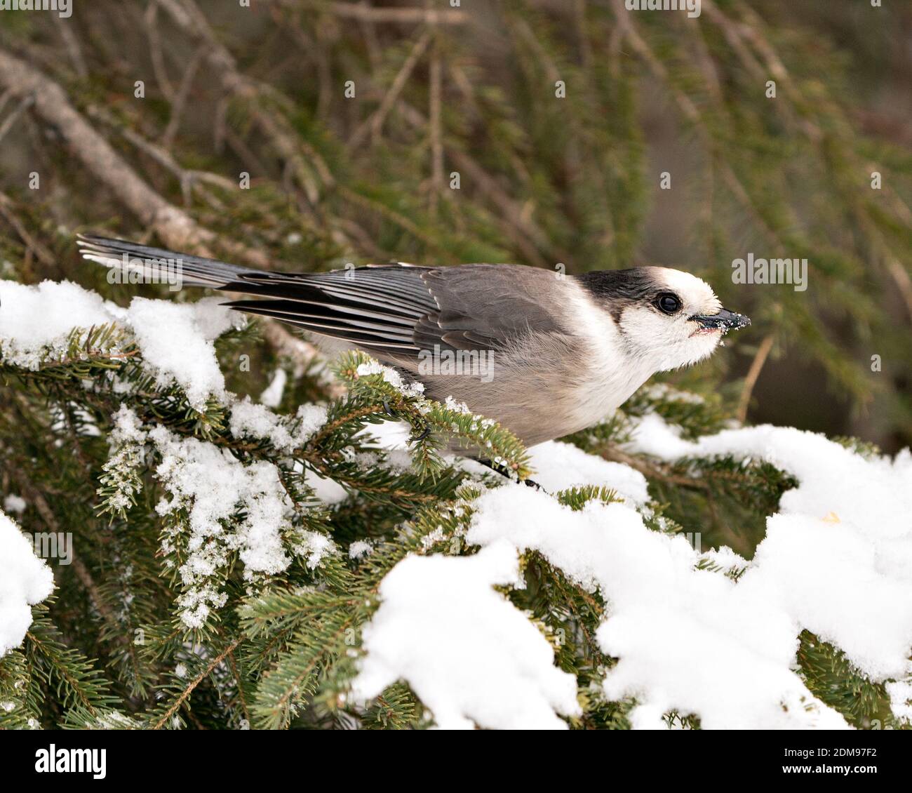 Grey Jay perched on branch with blur background in its environment and ...