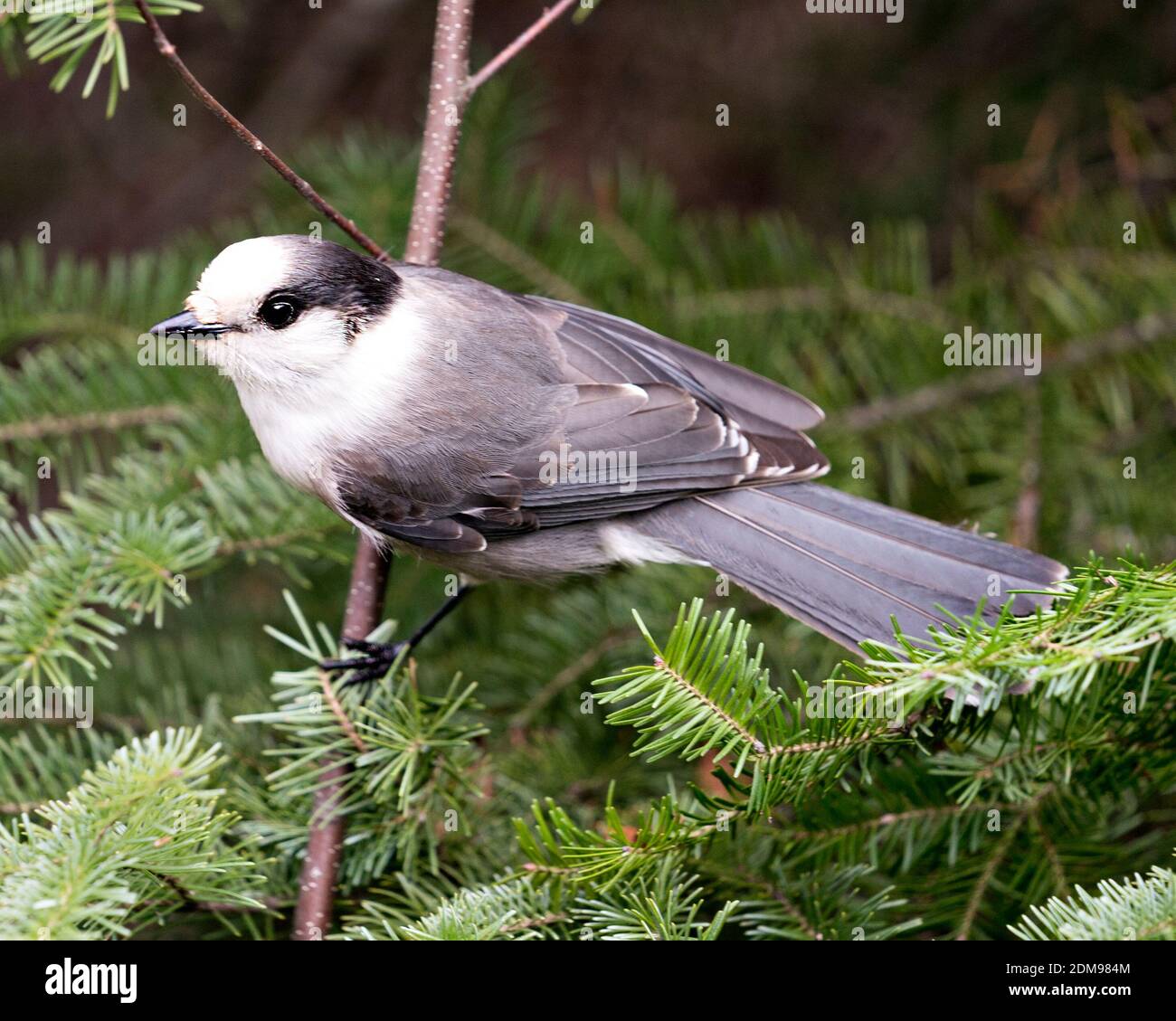 Grey Jay close-up profile view on a fir tree branch with a blur ...