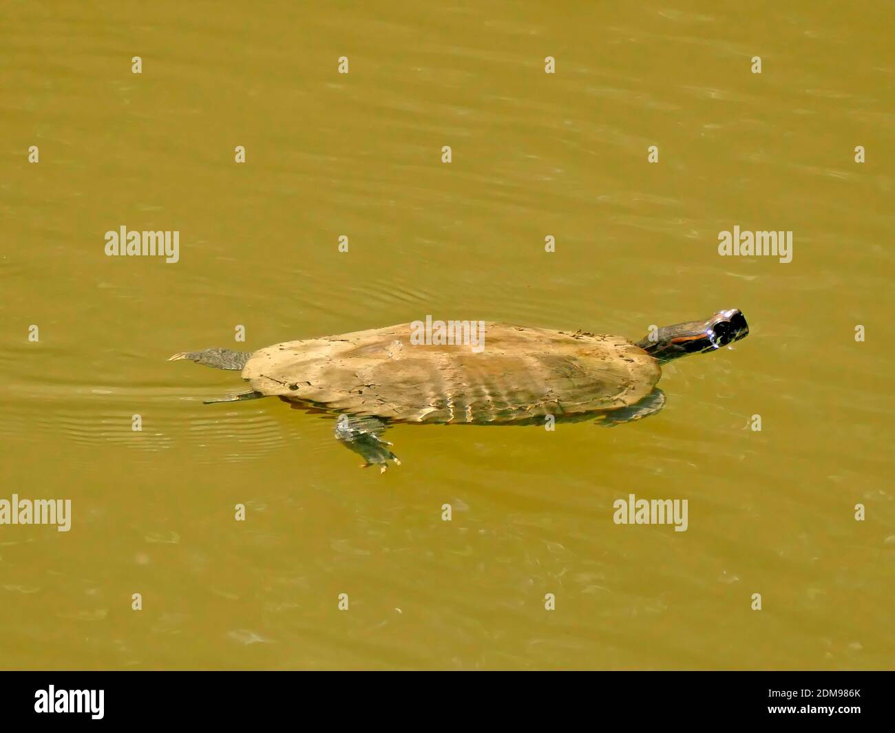 American turtle in german pond hi-res stock photography and images - Alamy
