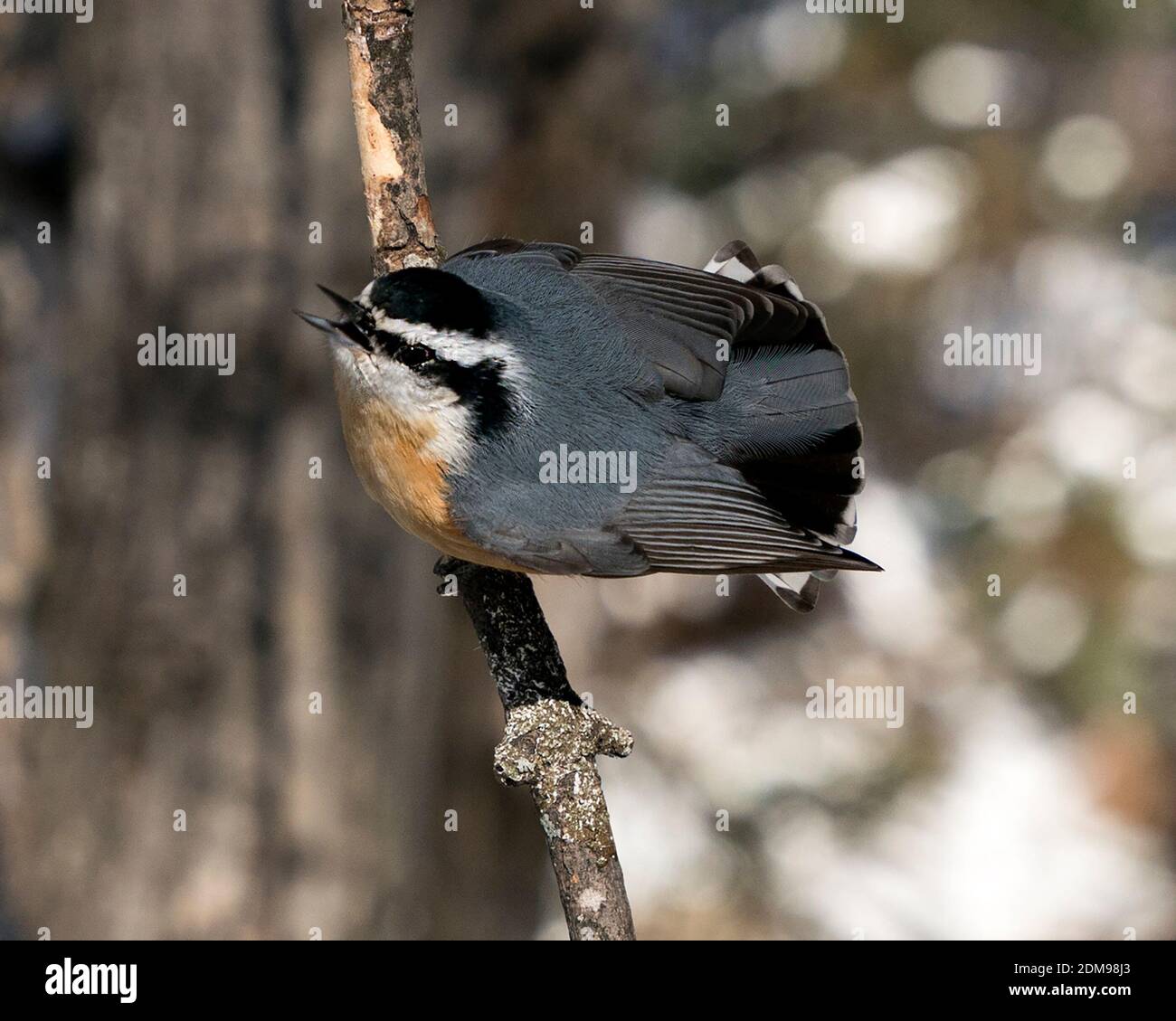 Nuthatch close-up profile view perched on a tree branch with open beak ...