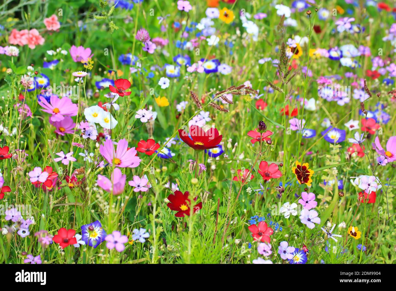 Blumenwiese wiesenblumen wildblumen wiese blumen hi-res stock ...