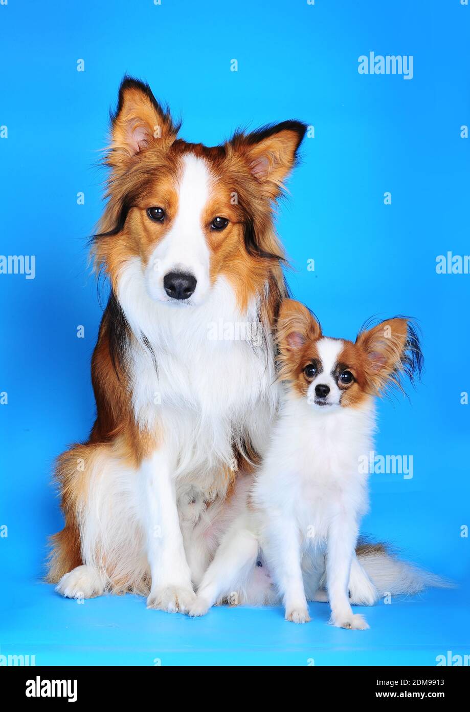 Big size dog breed hi-res stock photography and images - Alamy