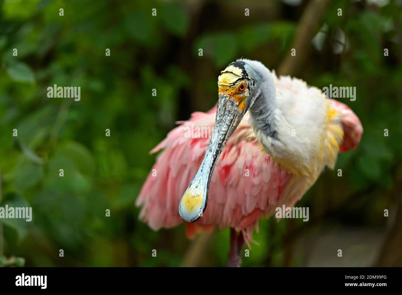 Roseate Spoonbill Platalea Ajaja With Its Typical Spoon-shaped Beak ...
