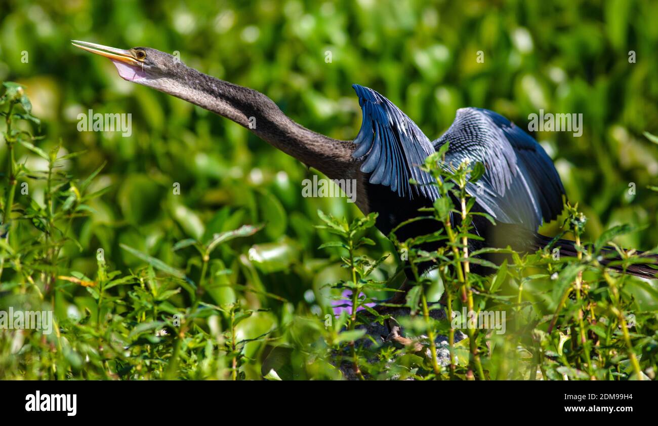 Anhinga in Louisiana Stock Photo - Alamy