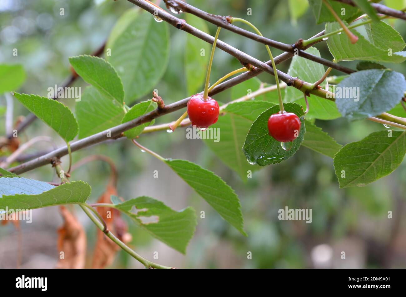 Cherries after rain hi-res stock photography and images - Alamy