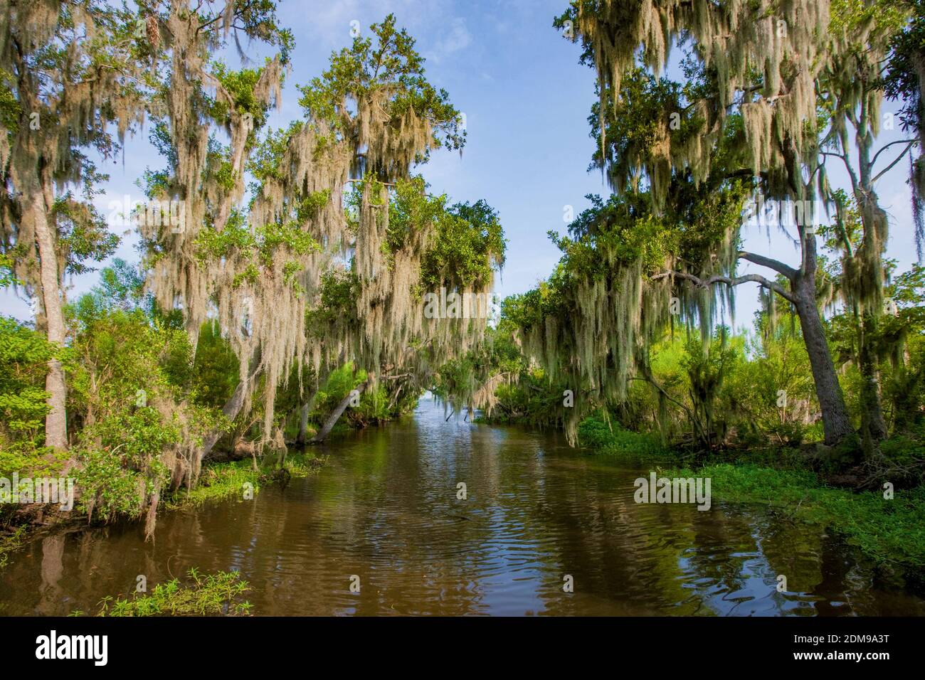 Nature images in Des Allemands Stock Photo - Alamy