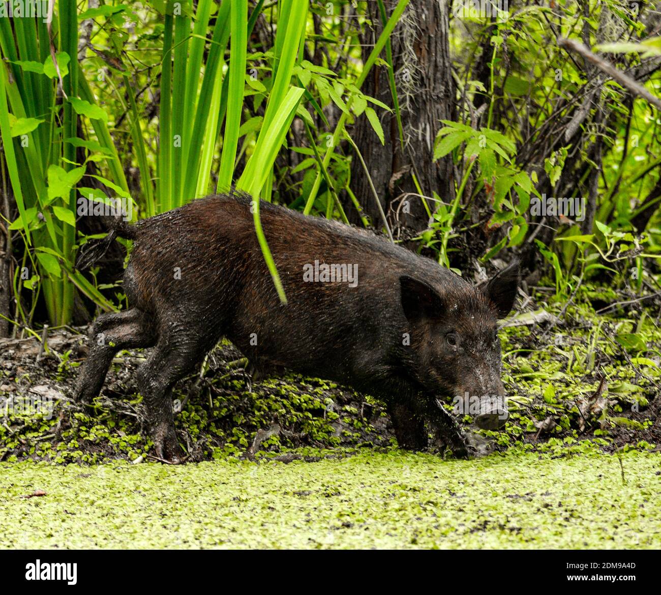 Feral pig hi-res stock photography and images - Alamy