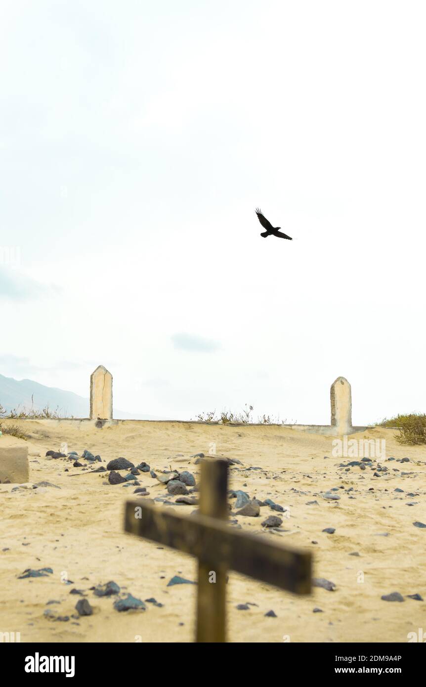 Raven flying in an old cemetery on a beach of Fuerteventura, Canary ...