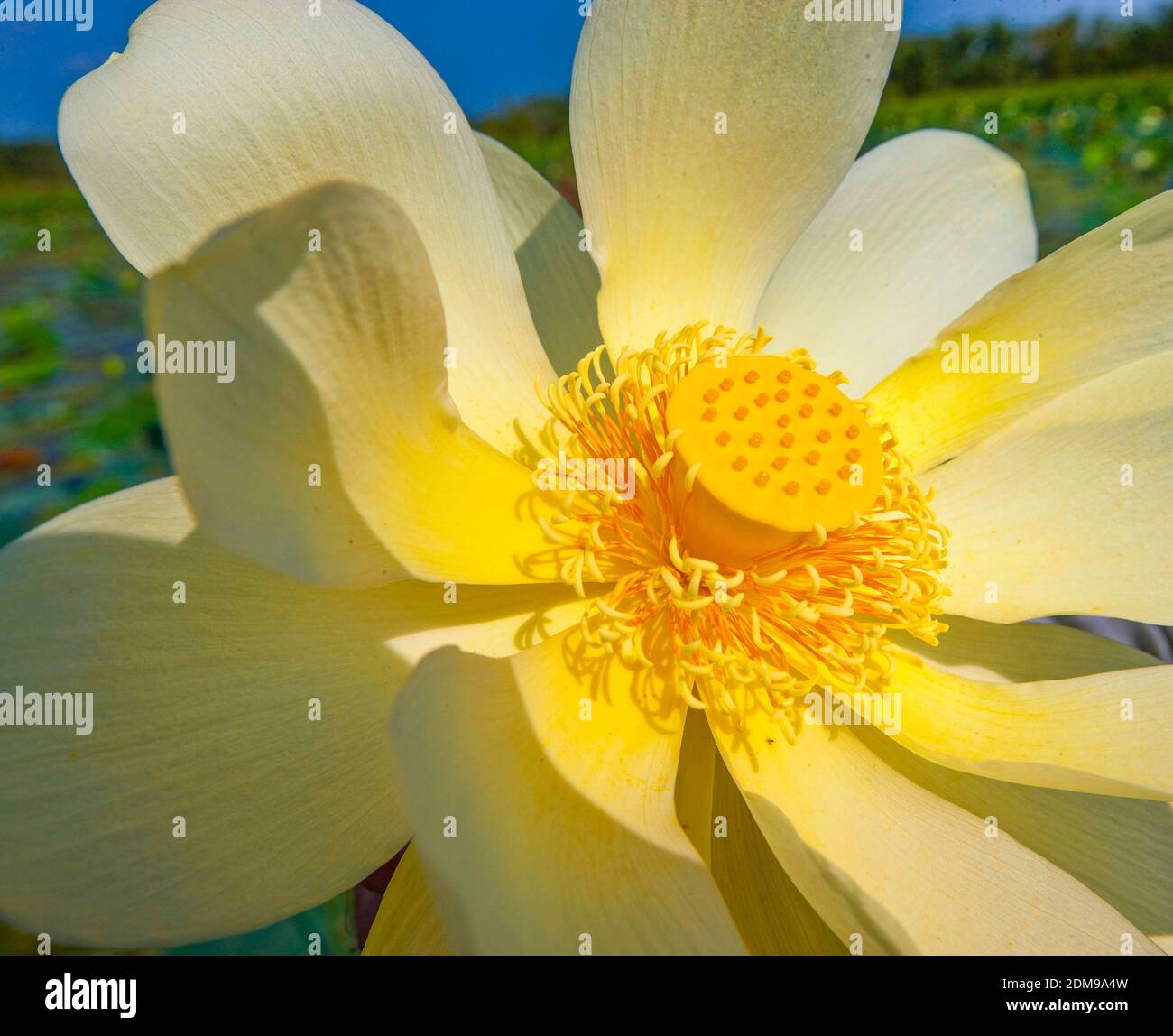 Des allemands louisiana hi-res stock photography and images - Alamy
