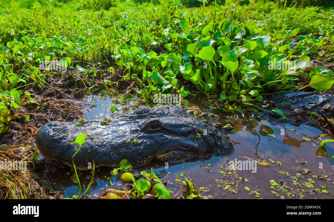 Des allemands louisiana hi-res stock photography and images - Alamy