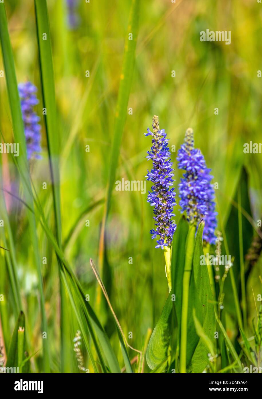 Purple swamp flowers hi-res stock photography and images - Alamy