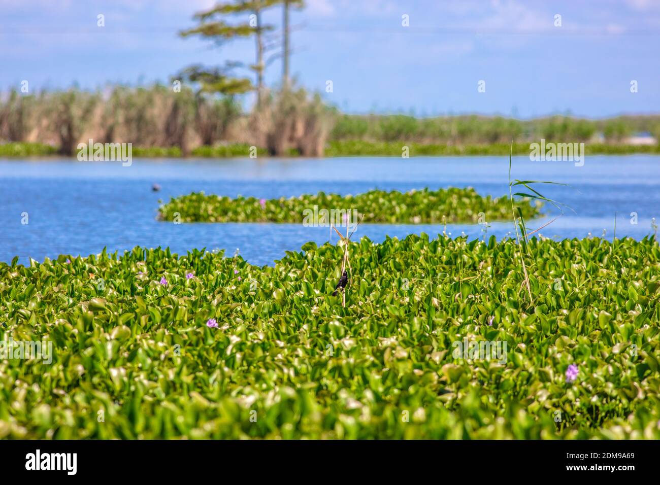 Swamp vegitation hi-res stock photography and images - Alamy