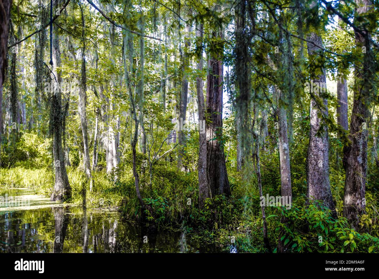 Cypress trees in a Louisiana Swamp Stock Photo - Alamy