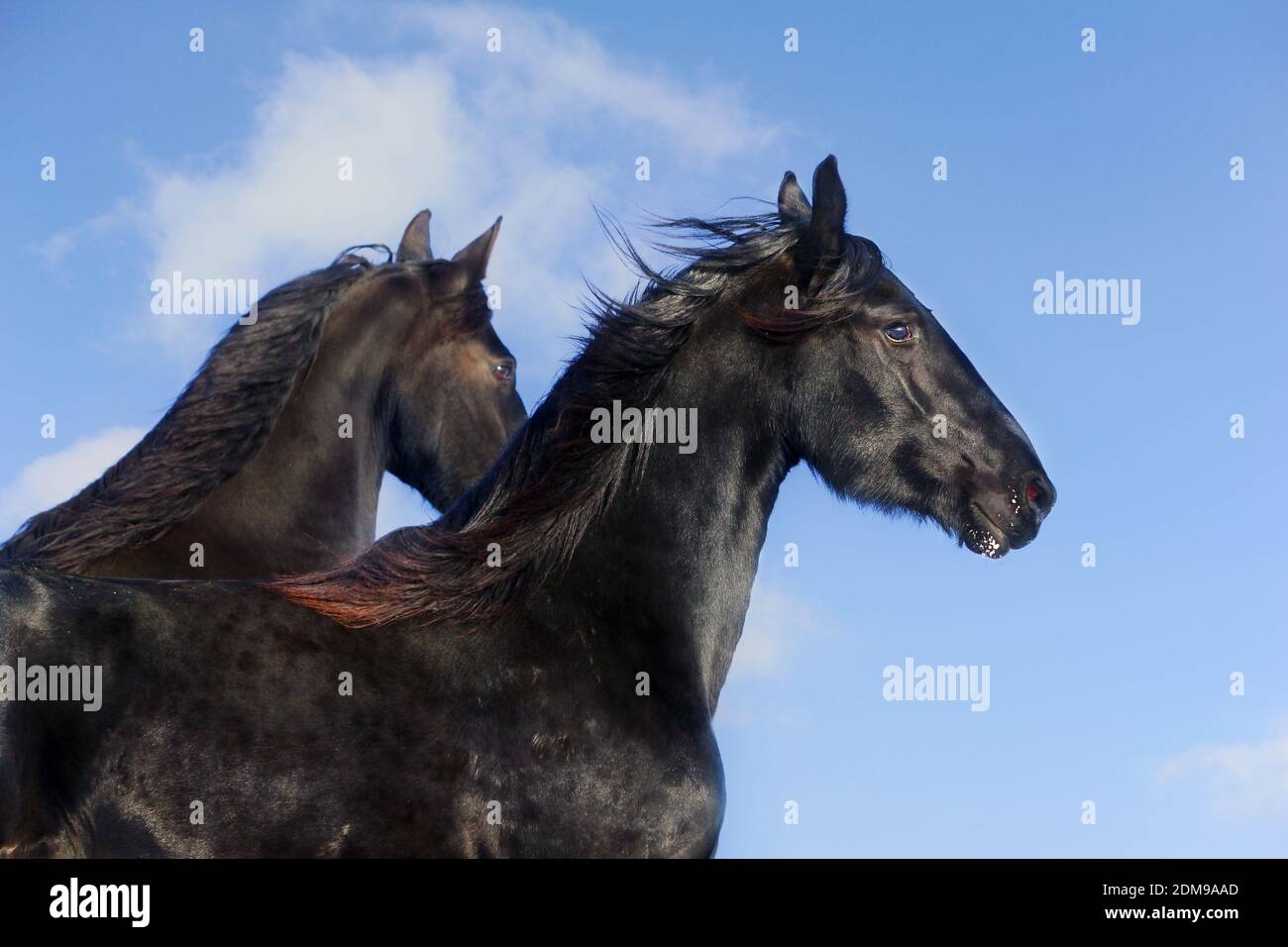 Grey raven ranch hi-res stock photography and images - Alamy
