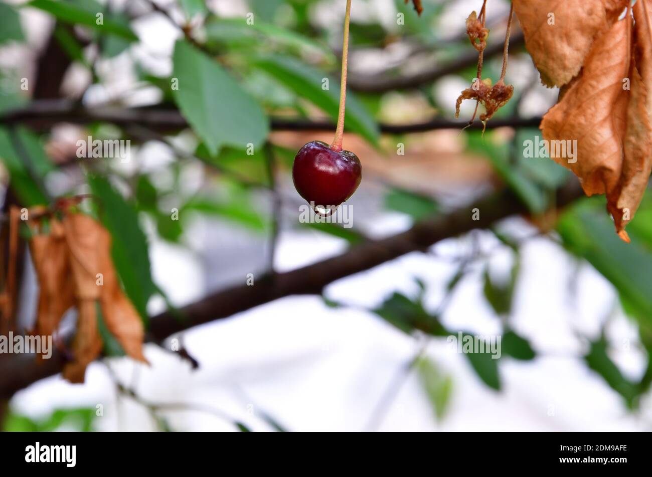 Ripe cherry on the tree of the home garden after the rain Stock Photo ...