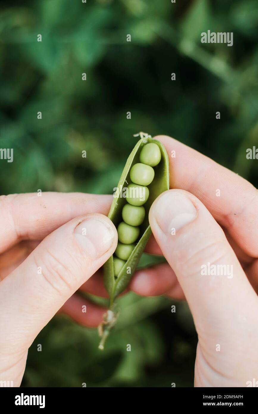 Woman's hand picking peas, close-up Stock Photo - Alamy