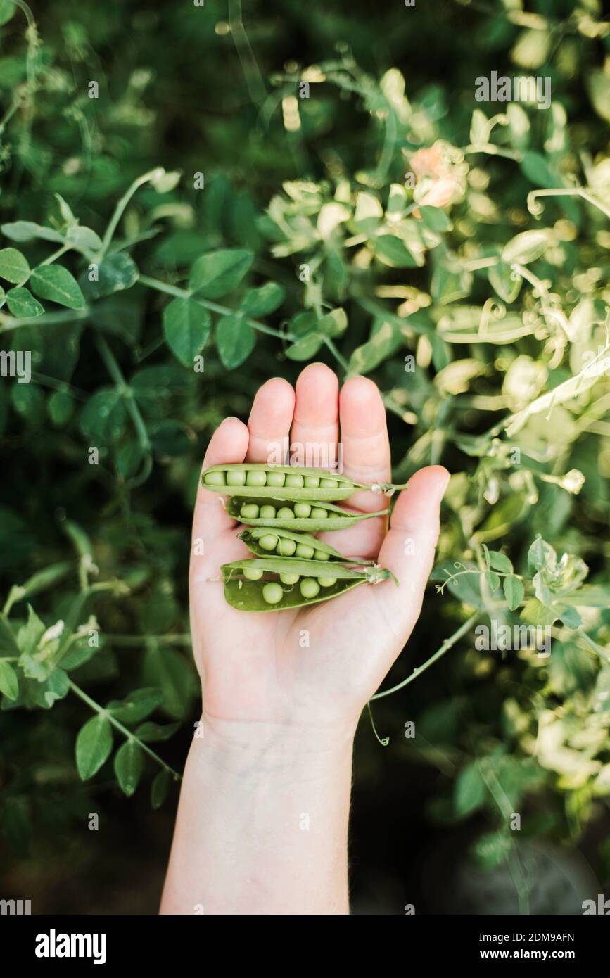 Woman's hand picking peas, close-up Stock Photo - Alamy