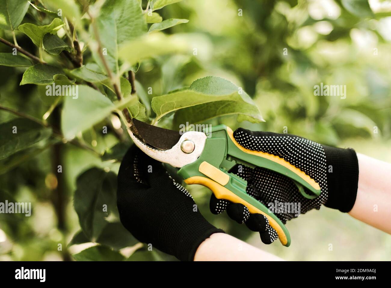Woman with scissors pruning tree in a garden Stock Photo - Alamy