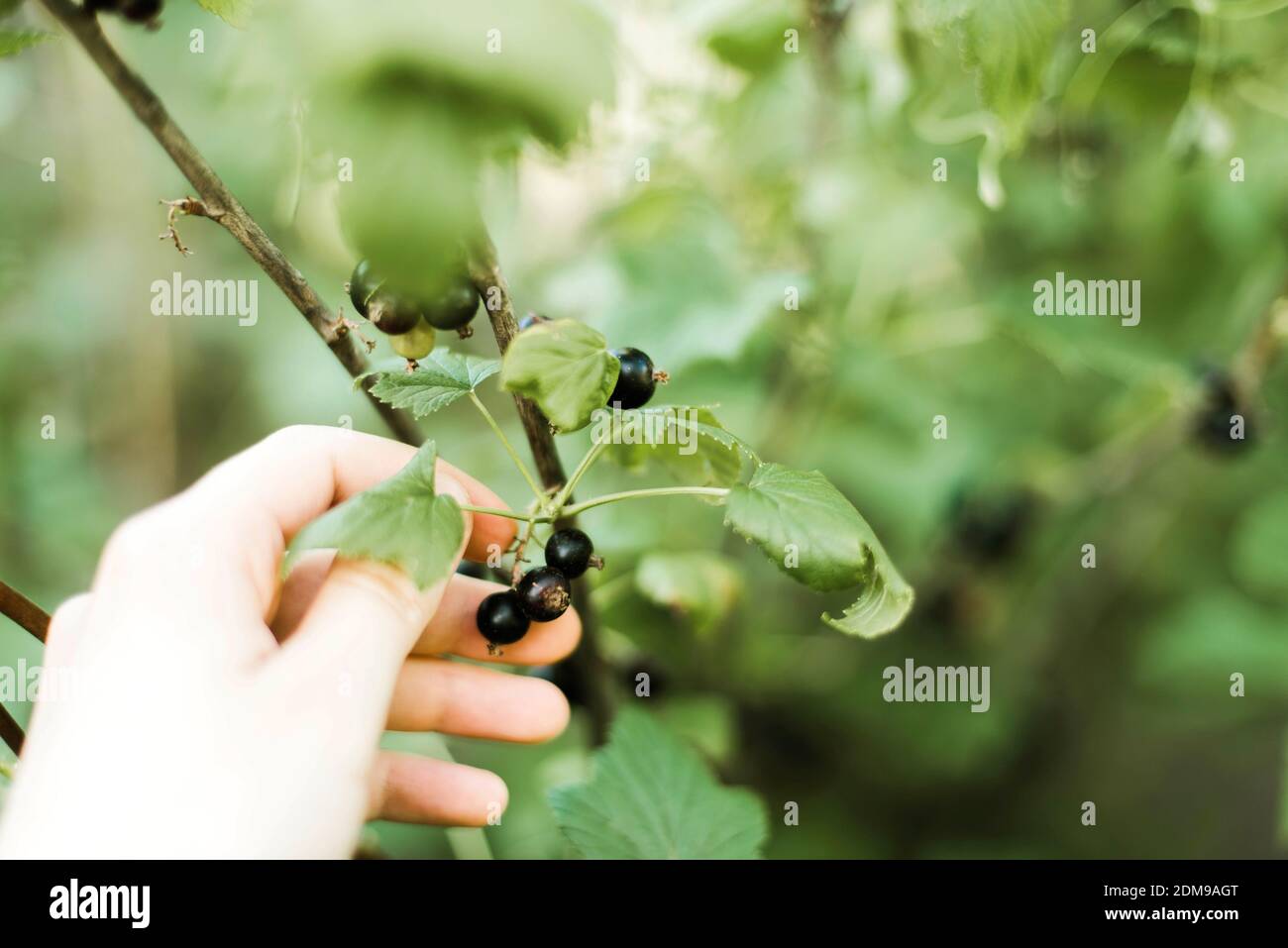 Woman picking black currant hi-res stock photography and images - Alamy