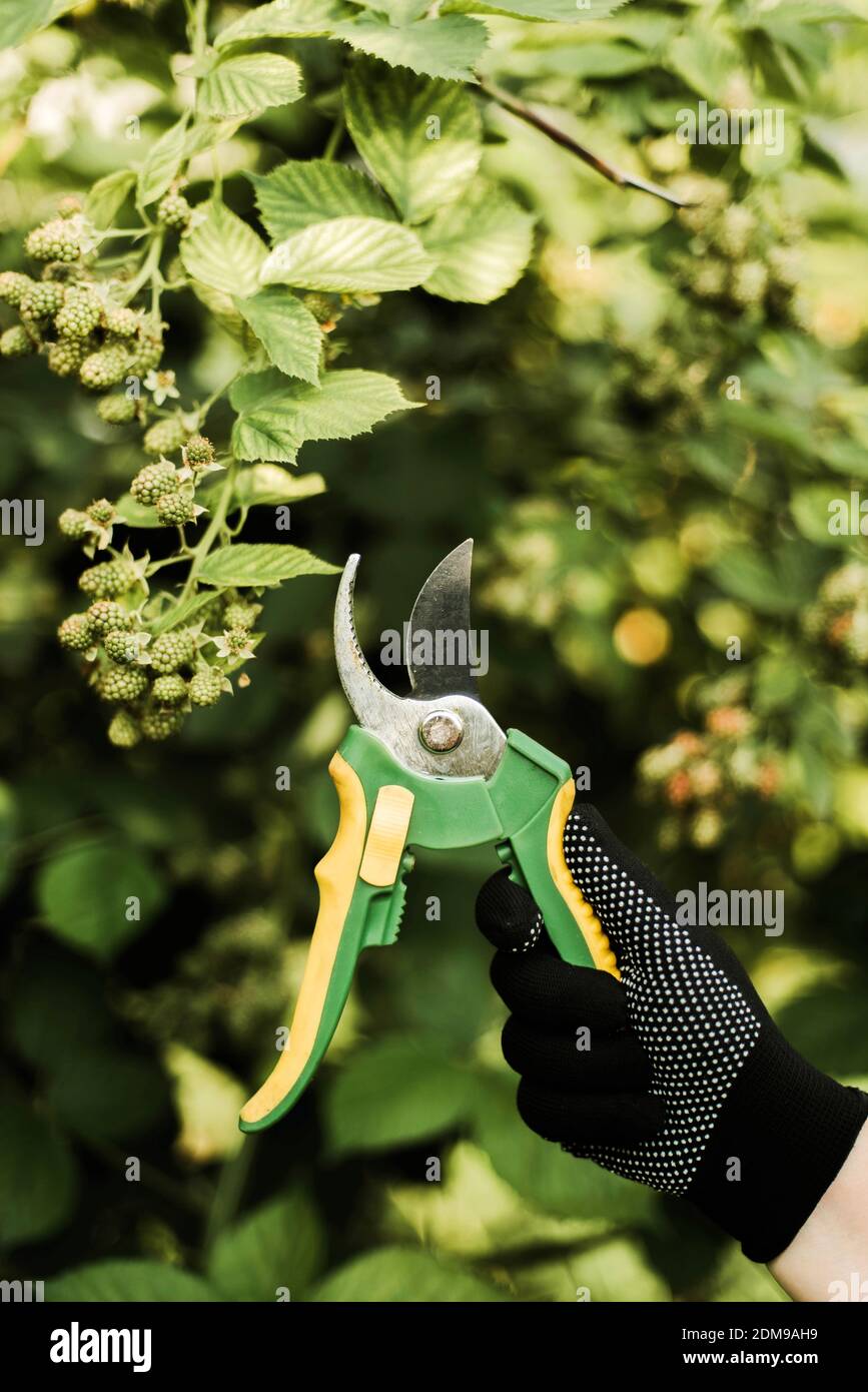 Woman pruning shrub hi-res stock photography and images - Alamy