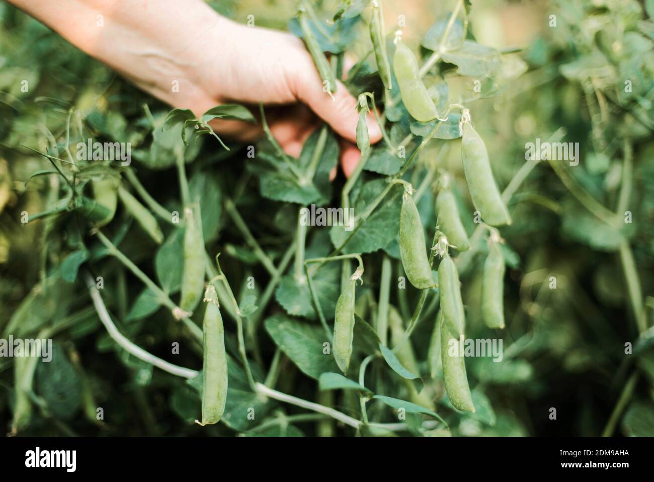 Woman picking pea pods hi-res stock photography and images - Alamy