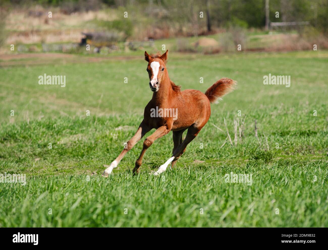 Foal gallop front hi-res stock photography and images - Alamy