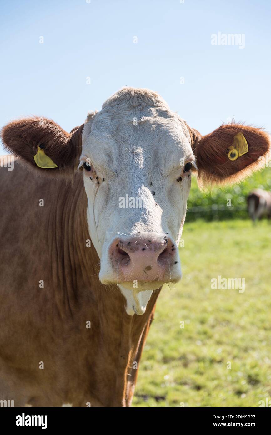 Dairy Cow On Pasture - Portrait Simmental Cattle Stock Photo - Alamy