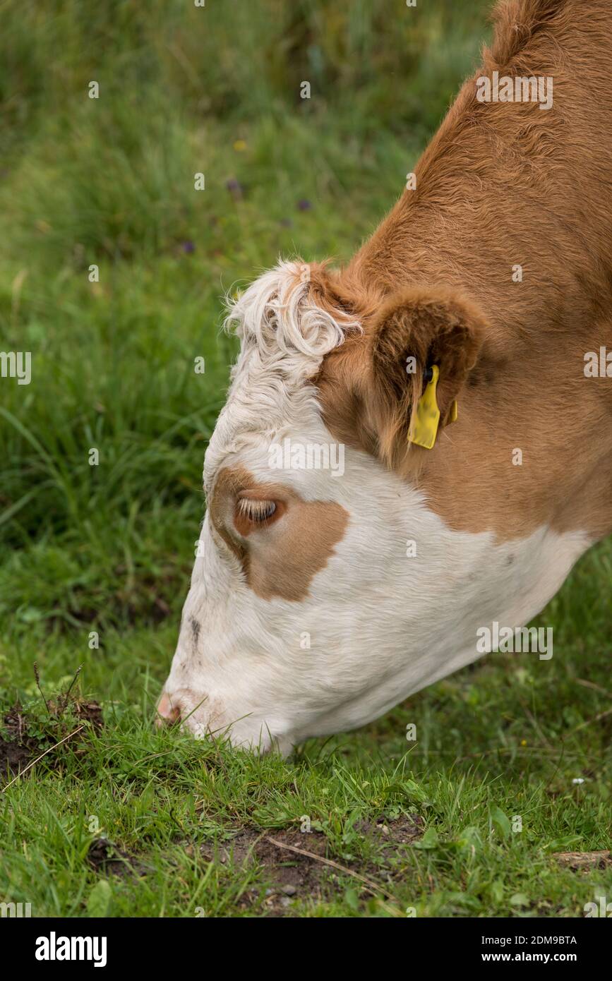 Cow Eats Grass In The Pasture - Spotted Cattle When Grazing Stock Photo ...