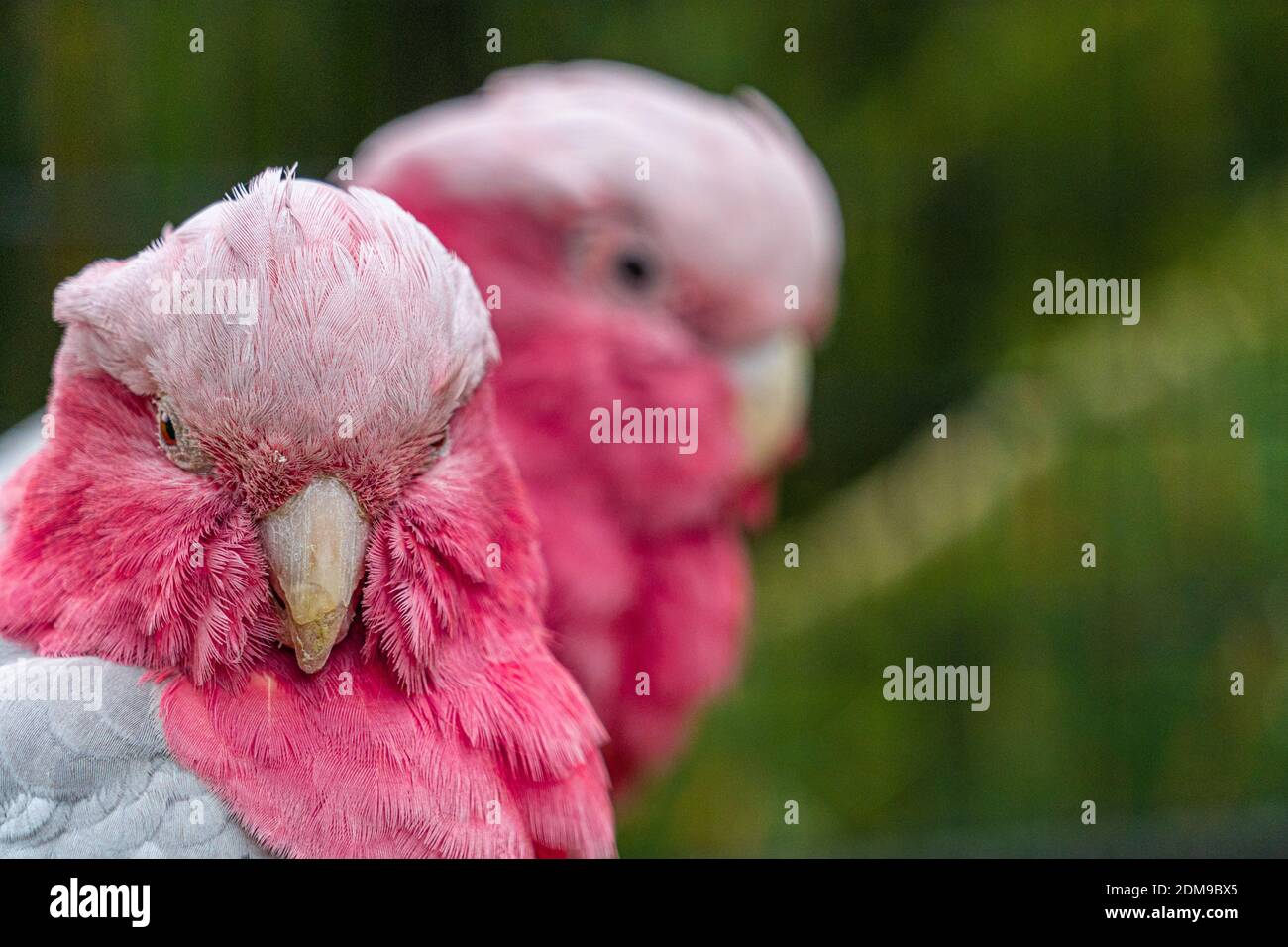 Galah isolated white hi-res stock photography and images - Alamy