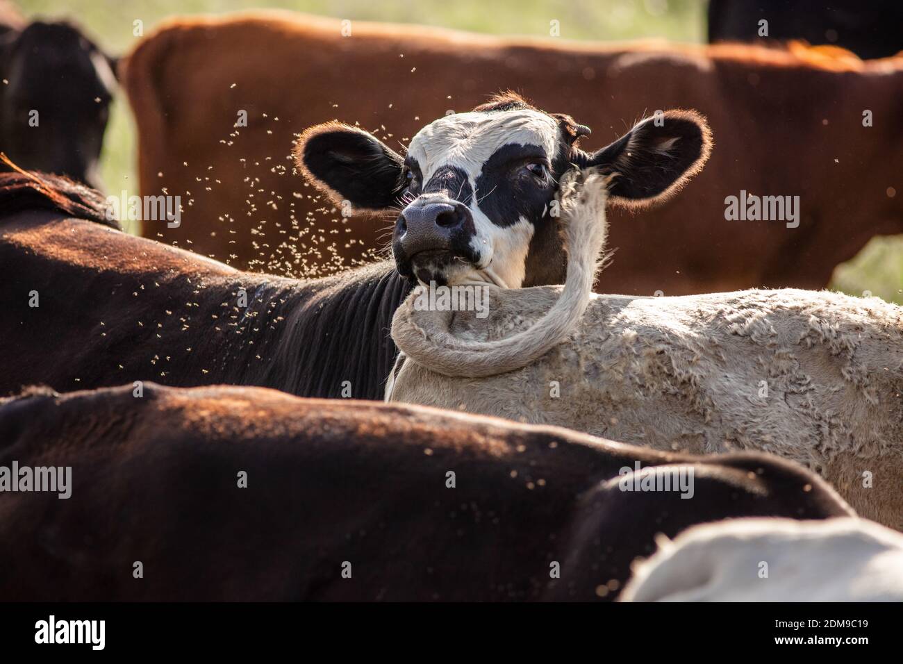 Cows on kansas ranch hi-res stock photography and images - Alamy