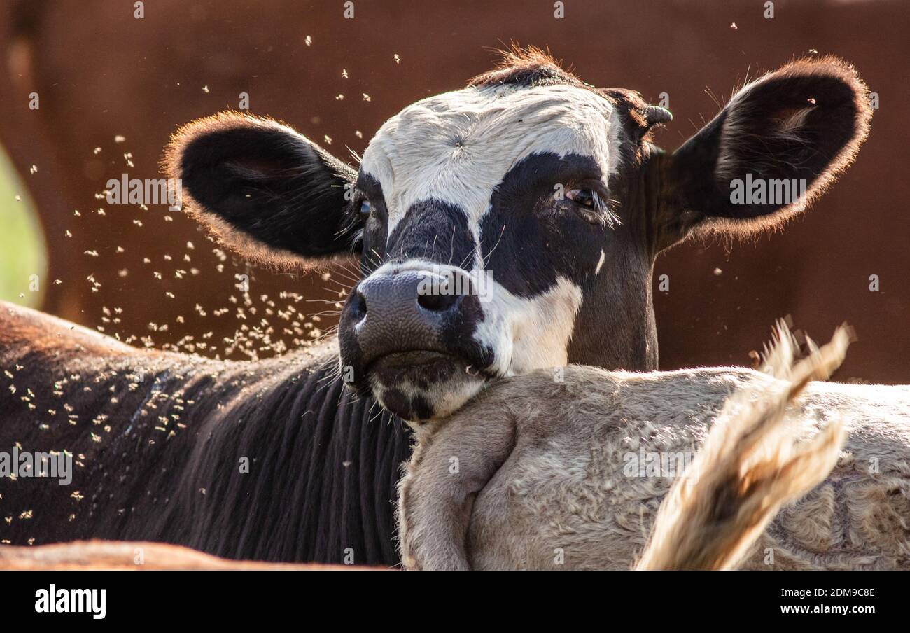 Cows on kansas ranch hi-res stock photography and images - Alamy