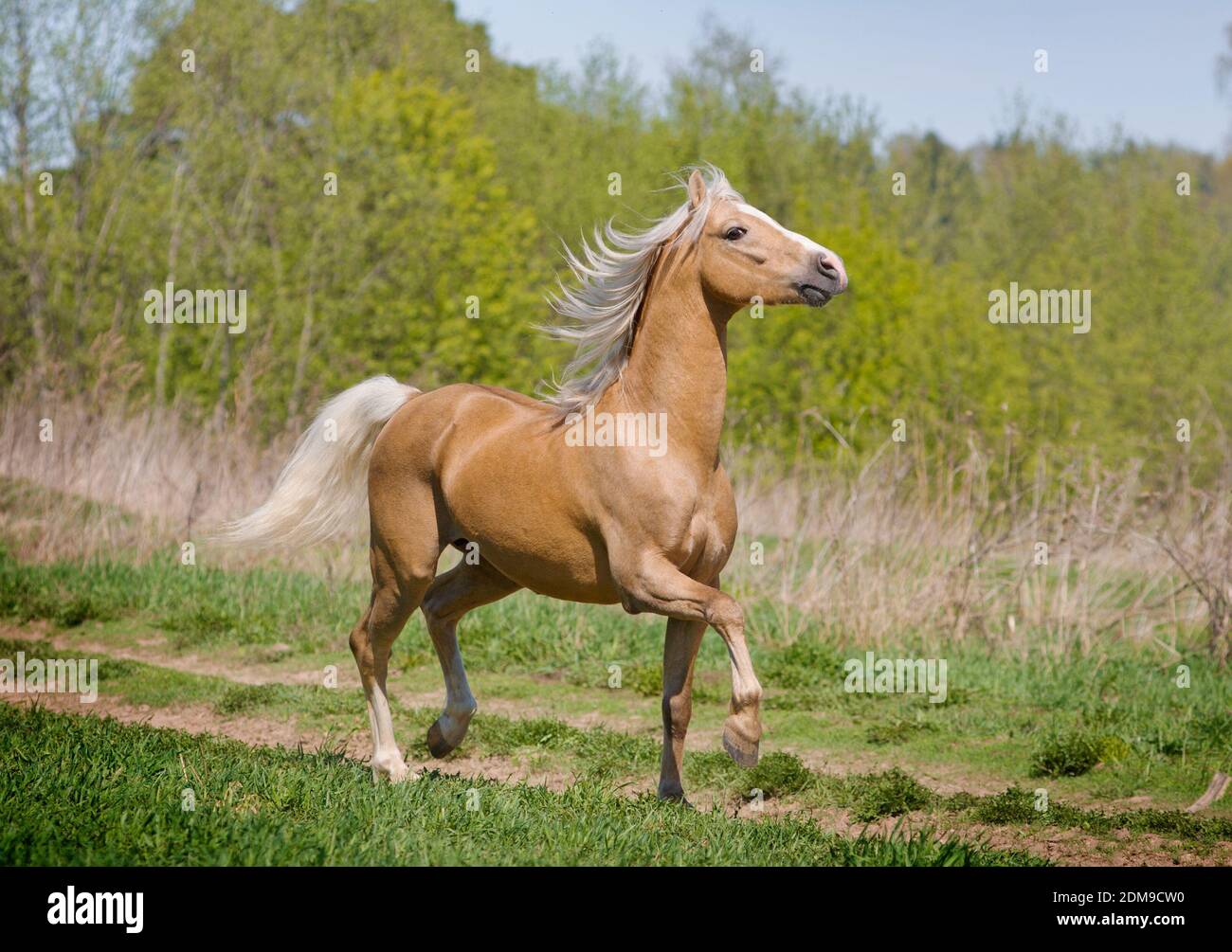 Bay horse walking field hi-res stock photography and images - Alamy