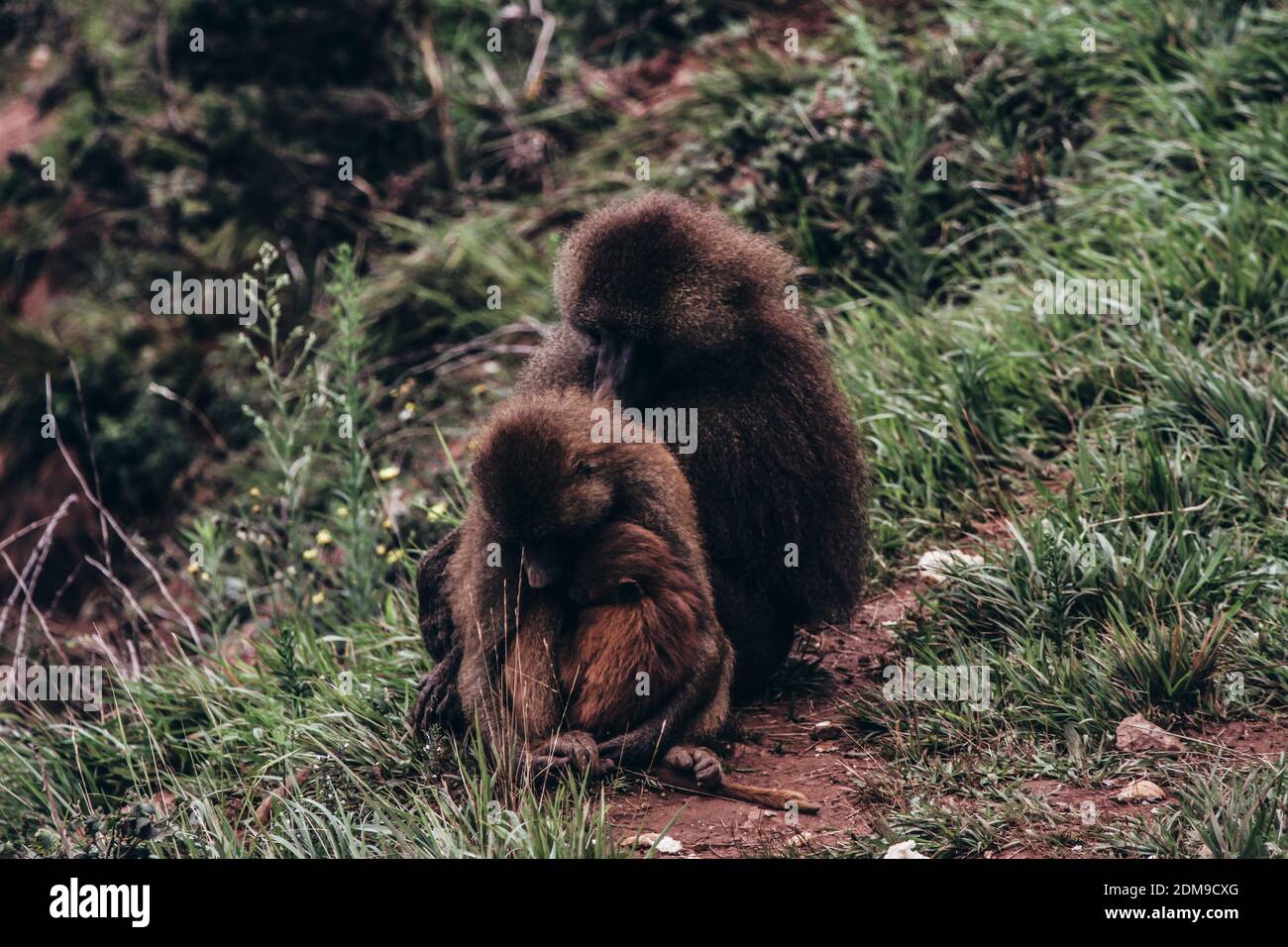 Family of monkeys in intimate moment. Daily life life style Stock Photo ...