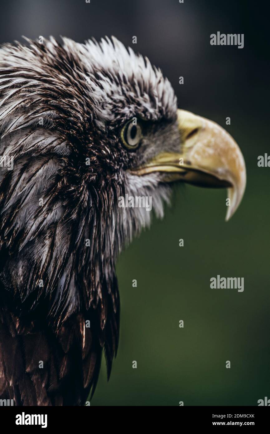 Harris Eagle very serious look Stock Photo - Alamy