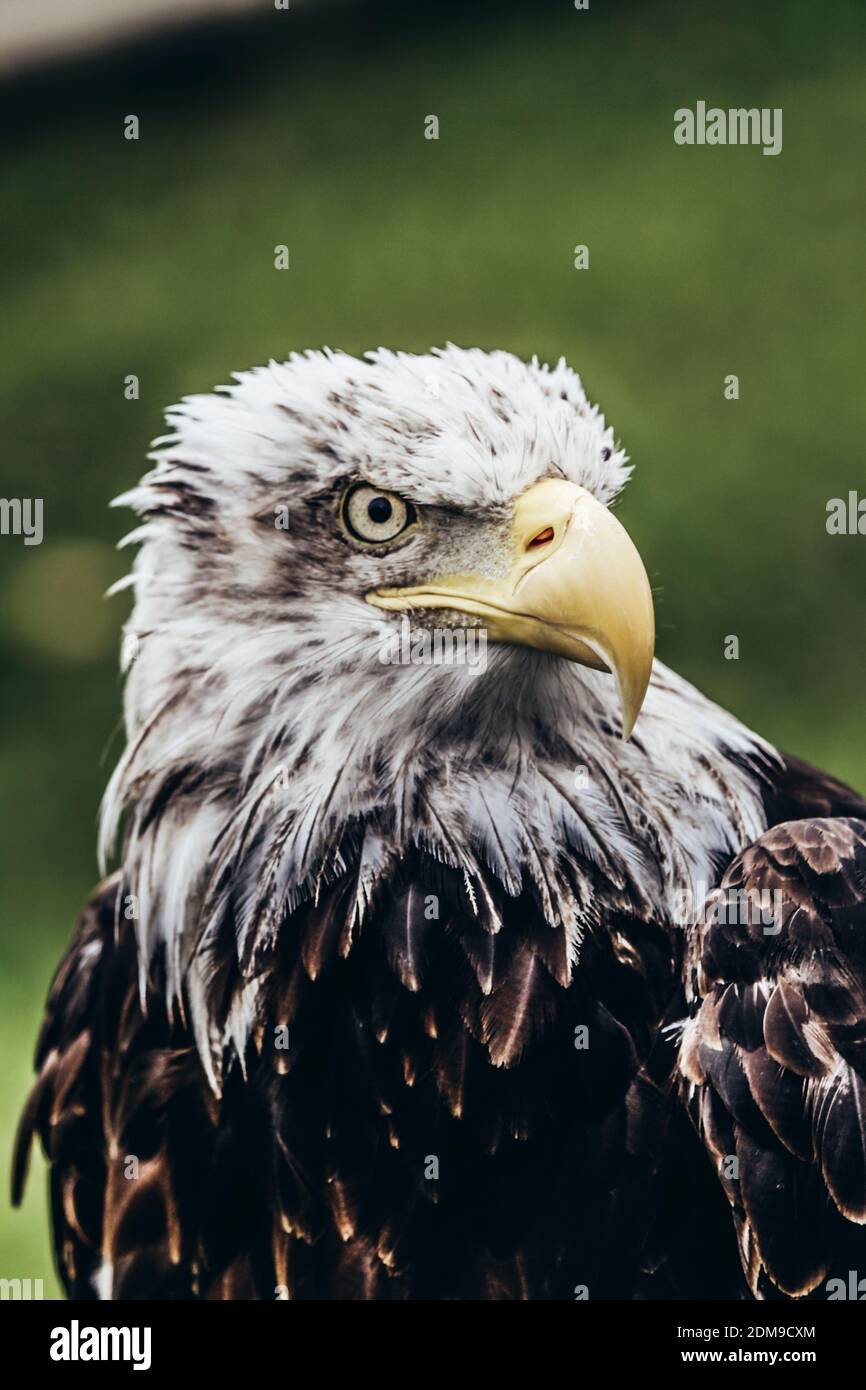 Serious and regal hi-res stock photography and images - Alamy
