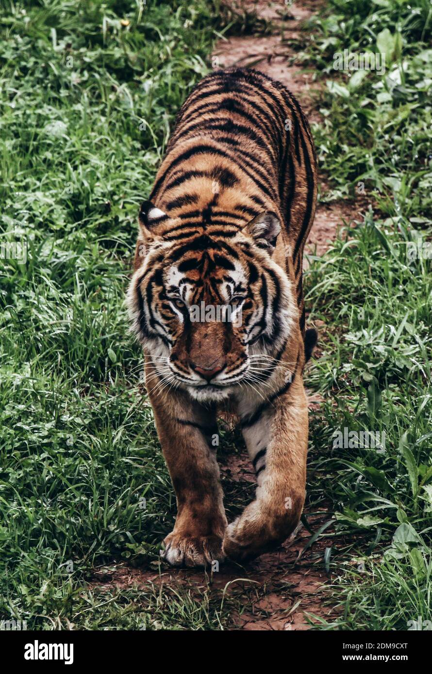 Direct gaze hi-res stock photography and images - Alamy