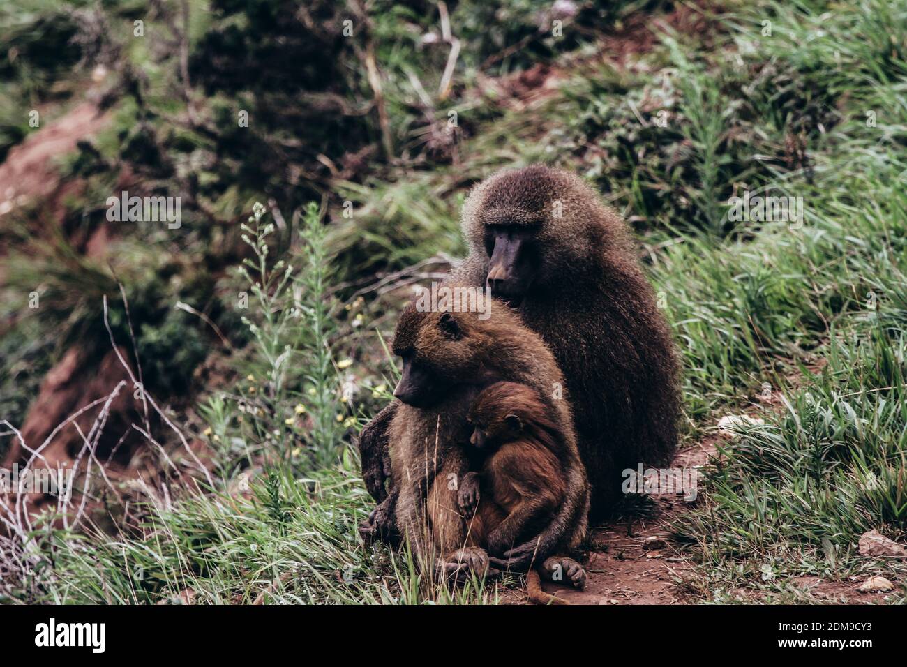 Family of monkeys in intimate moment. Daily life life style Stock Photo ...