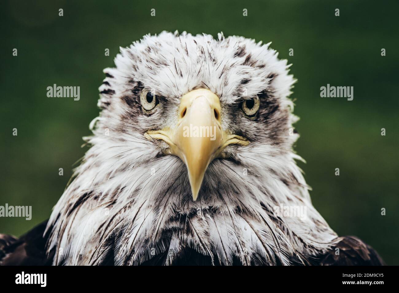 Harris Eagle very serious look Stock Photo - Alamy