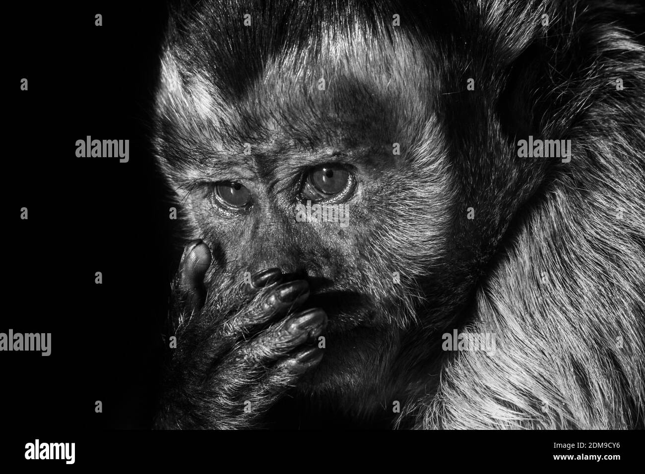Intimate monkey portrait. With sad eyes in captivity Stock Photo - Alamy